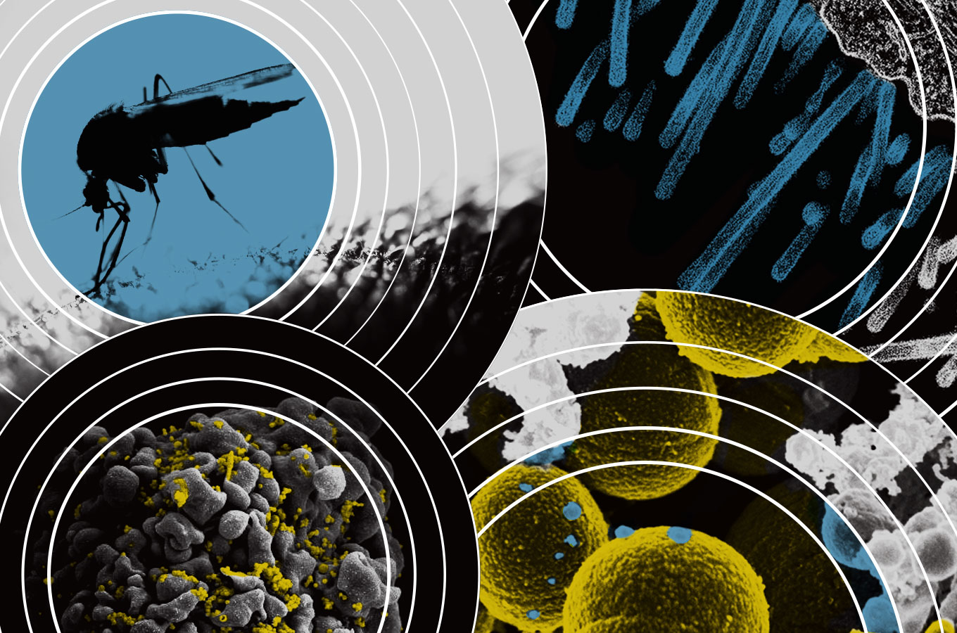 Infectious Disease Graphics National Foundation For Infectious